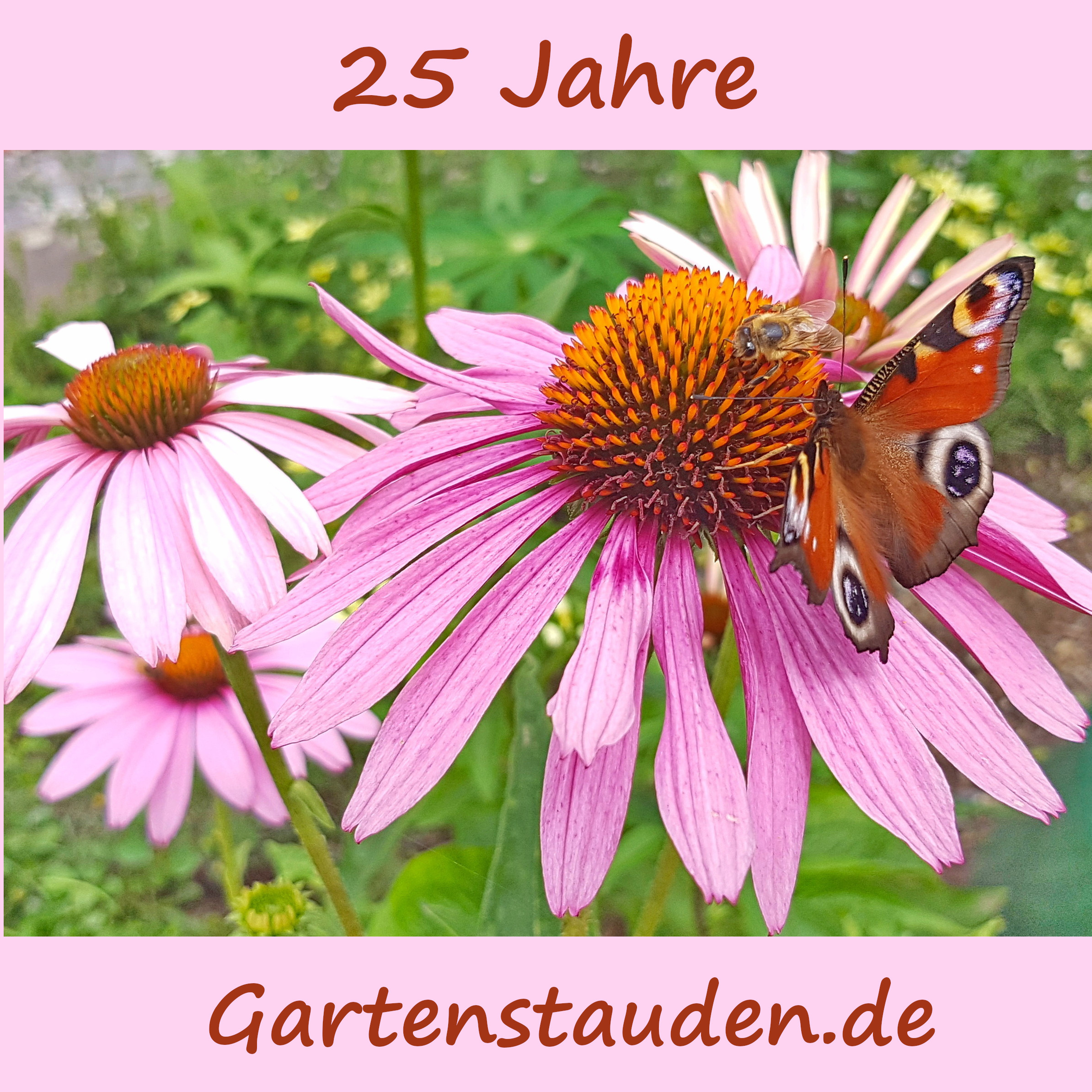 25 Jahre Gartenstauden-Webseite - biologisch anbauen